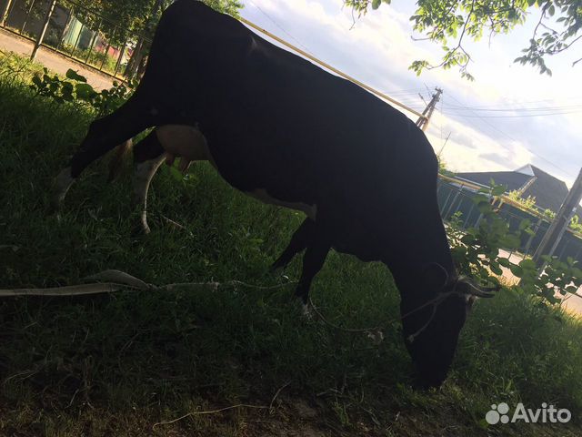 Корова дойная