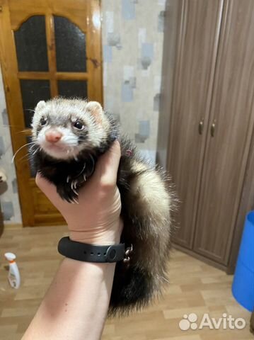 Продаётся хорёк