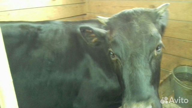 Телка 1 год
