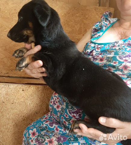 Щенок Таксы,3 м.,девочка