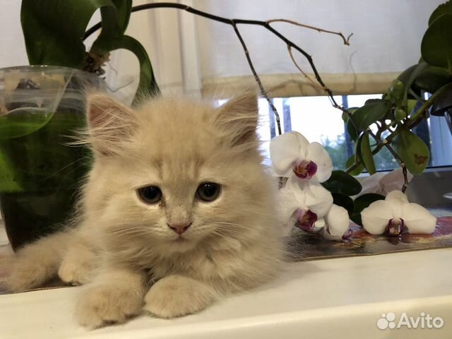 Котенок перс