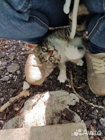Коте нужны добрые руки, очень очень, 2,5 месяца