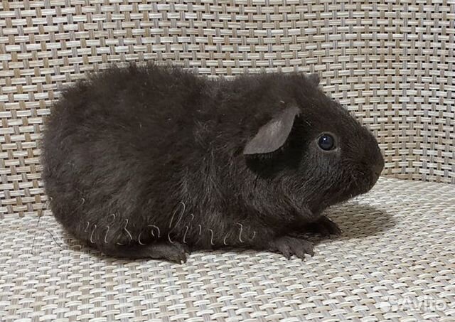 Свинка морская американский тедди