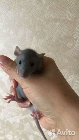 Крыса дамбо бесплатно