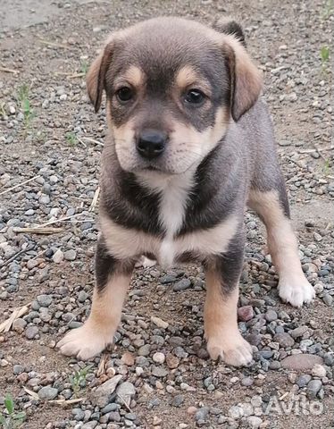 Ищет дом щенок не крупной Собачки Бусинка