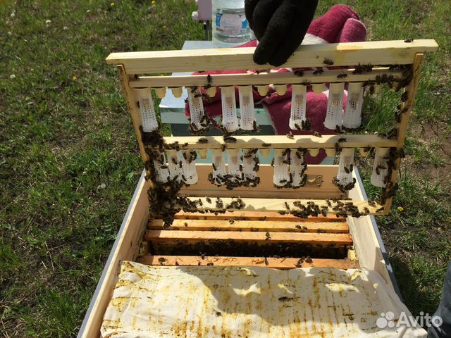 Пчеломатки неплодные Бакфаст