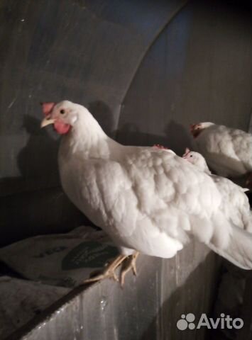 Курочка молодка