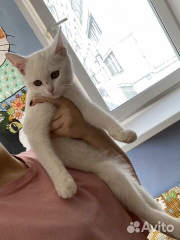 Молодой котик в добрые руки