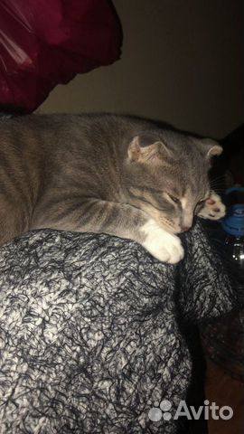 Кот