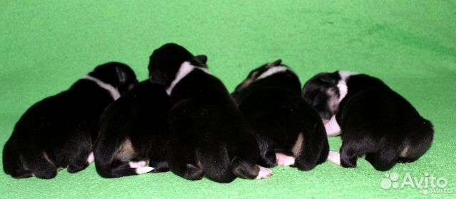 Вельш Корги Пемброк триколорное и рыж белое чудо