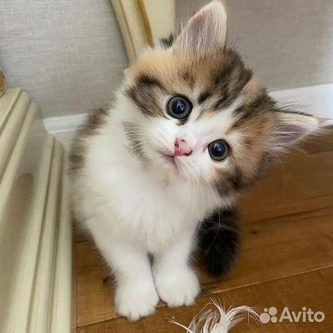 Шотландские пуговки