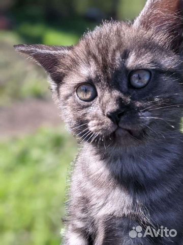 Котенок (кошка)