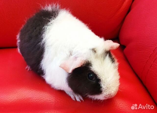 Морские свинки тедди