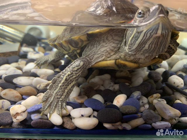 Красноухая черепаха с аквариумом