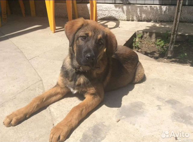 Щенок Бельгийской Овчарки в добрые руки