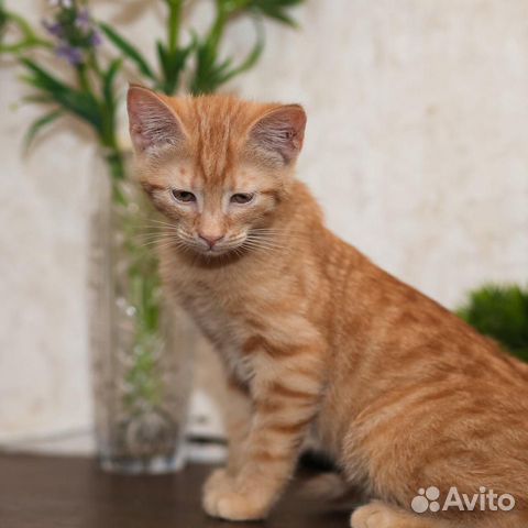 Котомальчик Рыжее солнышко в самые добрые ручки