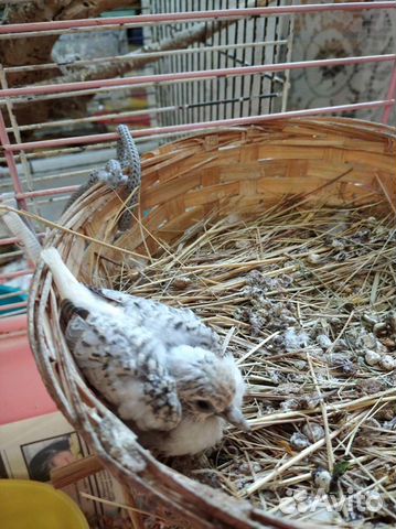 Бриллиантовый голубь