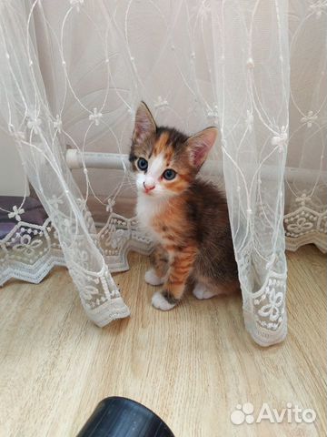 Красавицы трехцветные кошечки