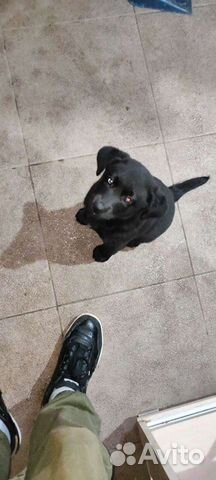 Щенок лабрадора