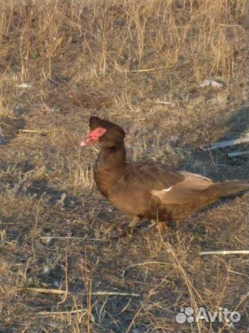 Селезень индоутки