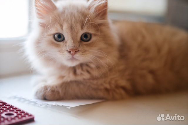 Отдаю котёнка в добрые руки