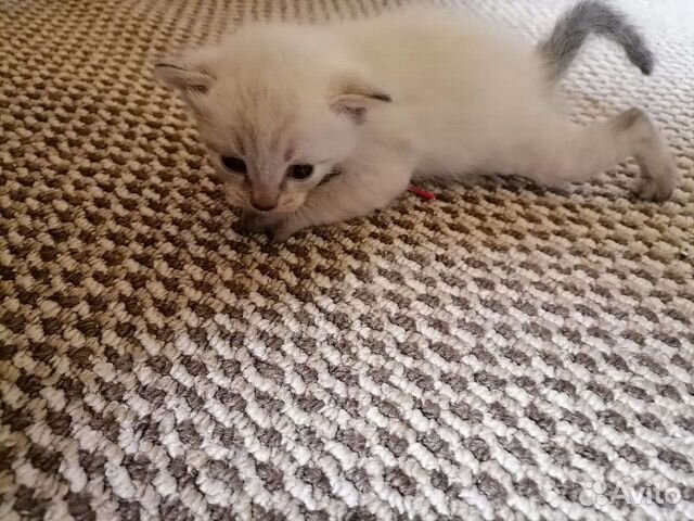 Сиамские котята бесплатно