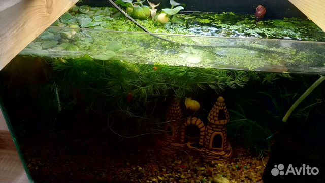 Аквариумные растения водоросли