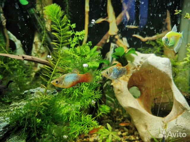 Пецилии молодняк