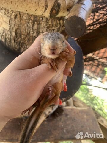 Ручные бельчата