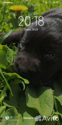 Собака лабрадор