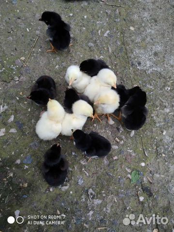 Цыплята