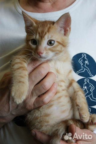 Солнечный мальчик 2 мес в дар