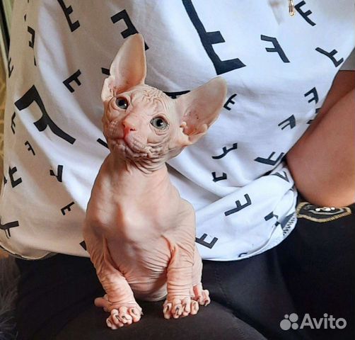 Донской сфинкс