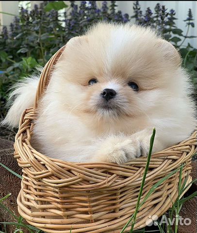 Померанский шпиц