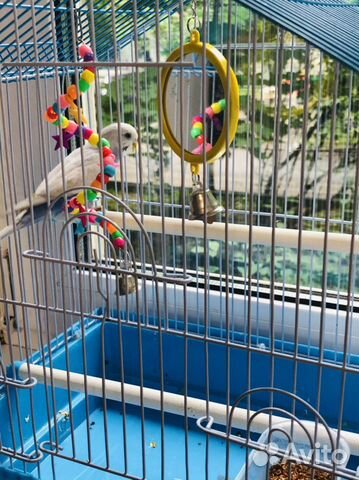 Попугай (девочка)