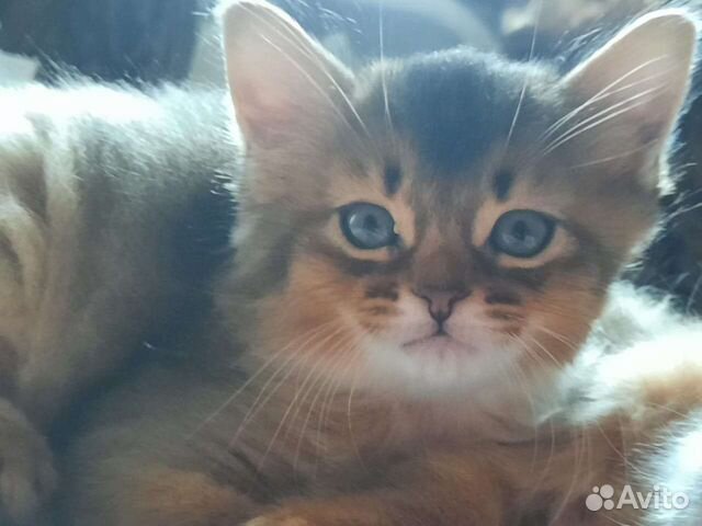 Сомалийские котята