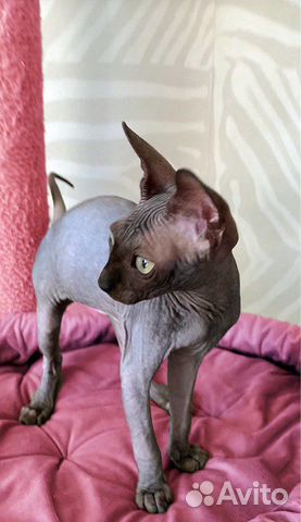 Канадский сфинкс Херувимчик