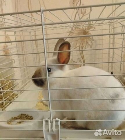Кролик декоративный с клеткой и всеми комплектующи