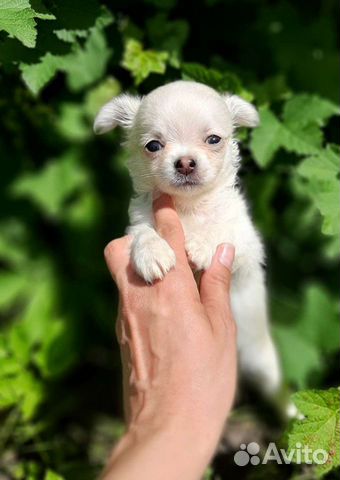 Чихуахуа мальчик