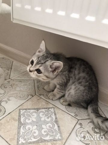 Шотландская скоттиш страйт