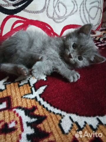 Котятки в добрые руки