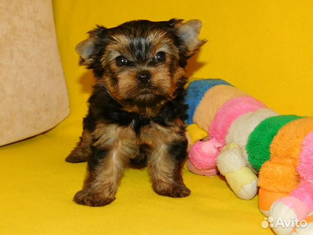 Йорк девочка,мелкий стандарт