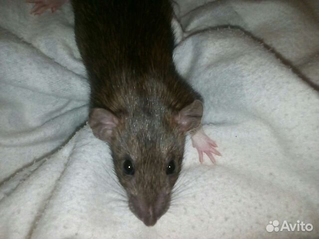 Крыса дамбо