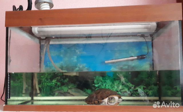 Красноухая черепаха