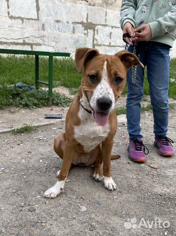 Собака американский стафф терьер