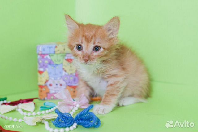 Котята рыжие 2,5 месяца мальчик и девочки