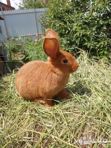 Кролики нзк