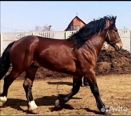 Владимирский тяжеловоз