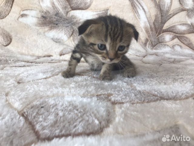 Шотландская-бринские выслоухие котята