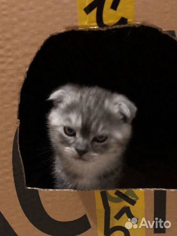 Котята 2 месяца шотландские
